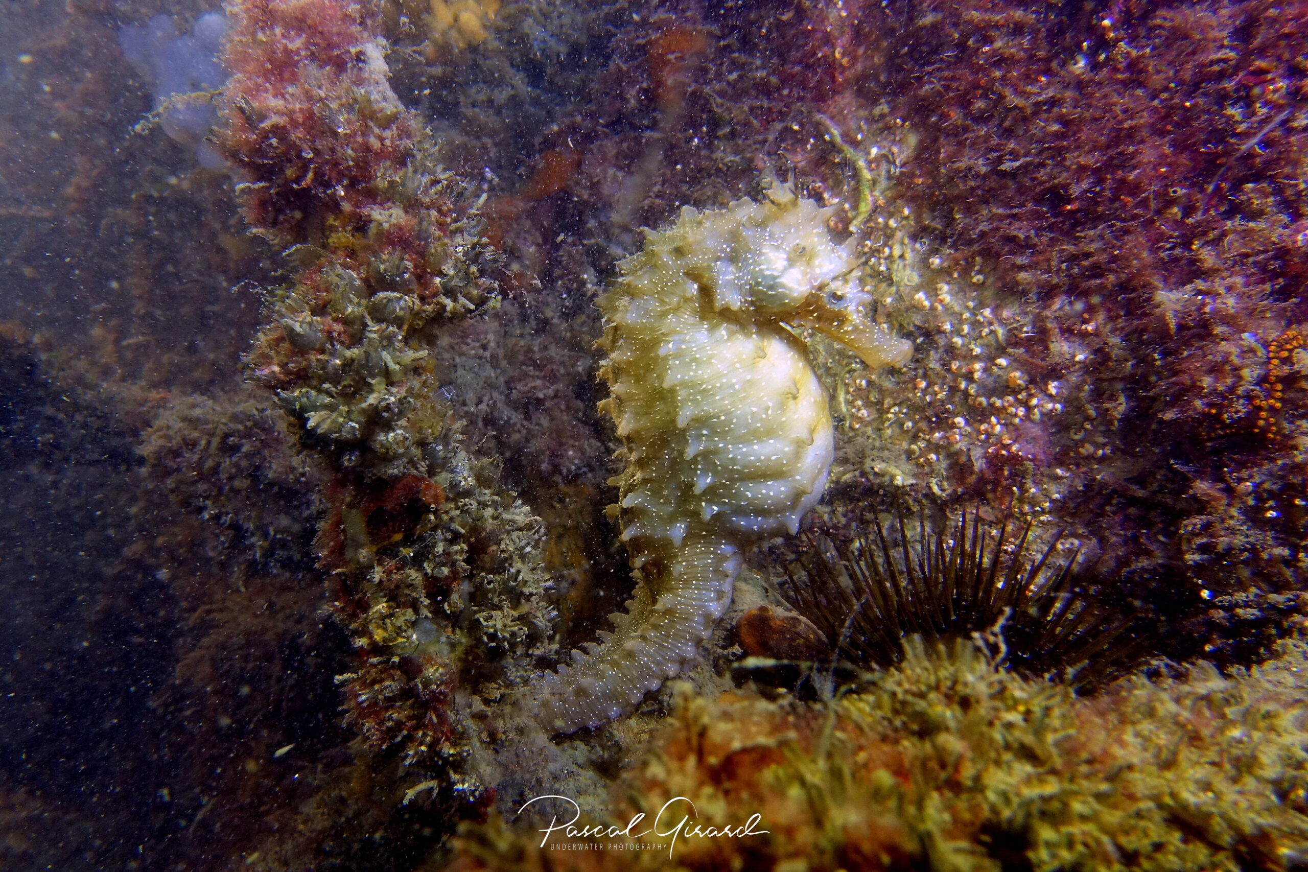 Des hippocampes dans le port de plaisance ! - Frontignan la Peyrade